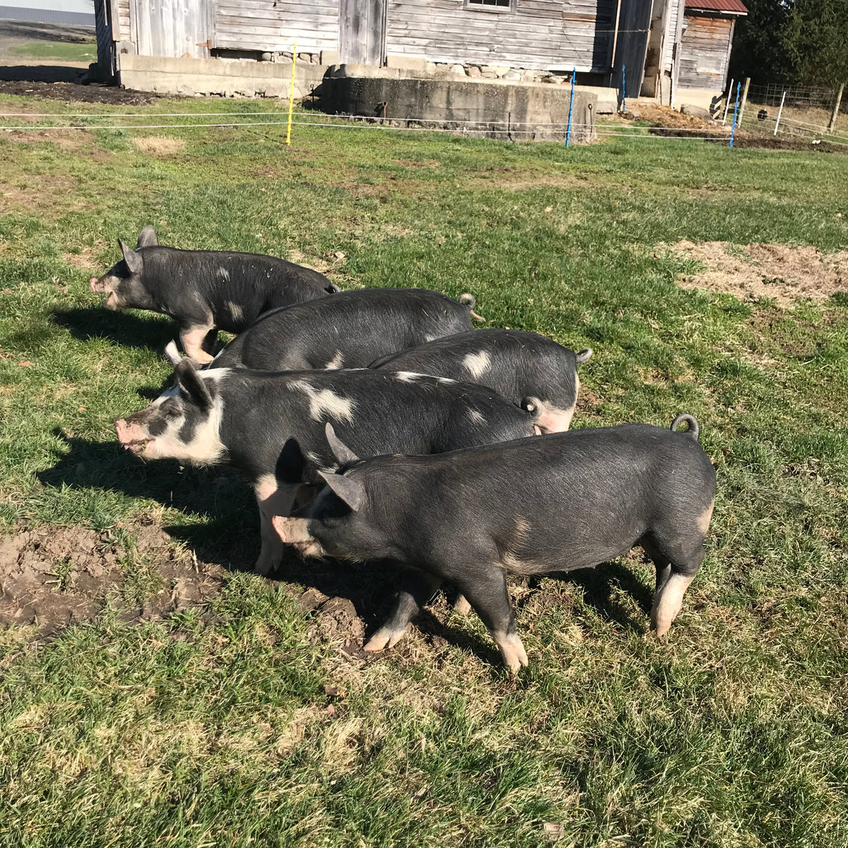 PASTURED PORK STARTER BOX – Slate River Farms